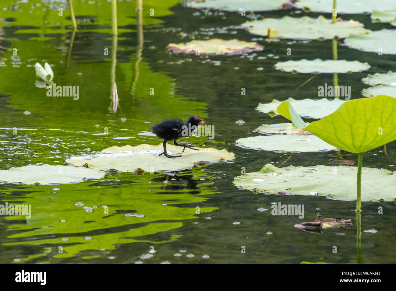 Common Moorhen chick at a wetland, Beijing, China Stock Photo - Alamy
