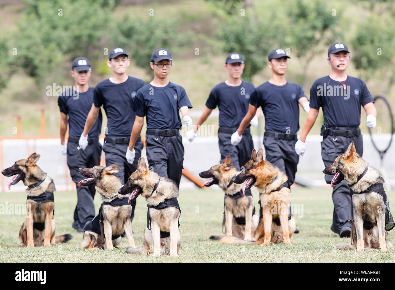 Sniffer dogs take part in a training session to mark International Day ...