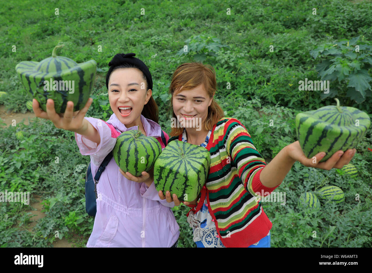 Sycee hi-res stock photography and images - Alamy