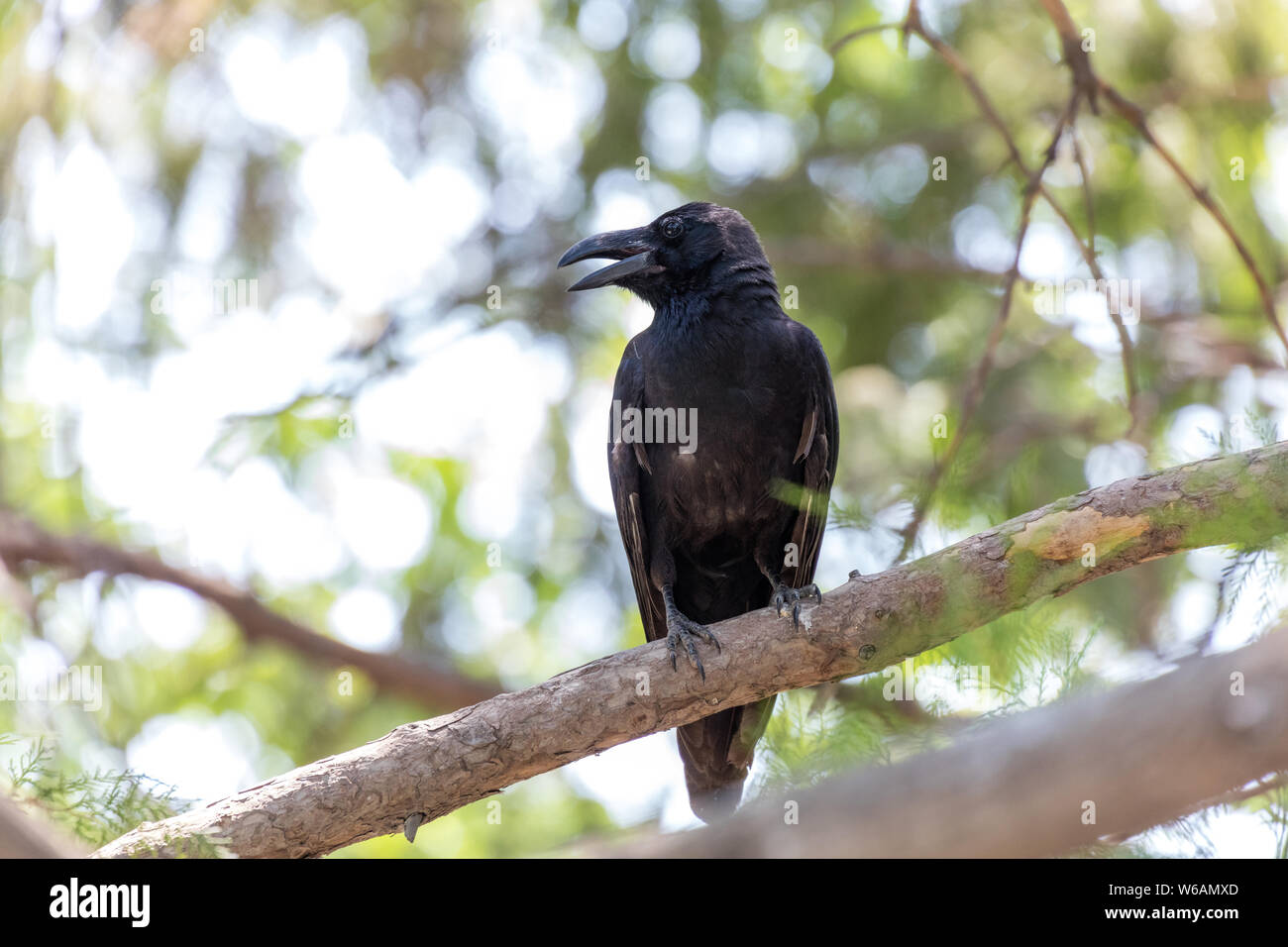 Large black crow hi-res stock photography and images - Alamy