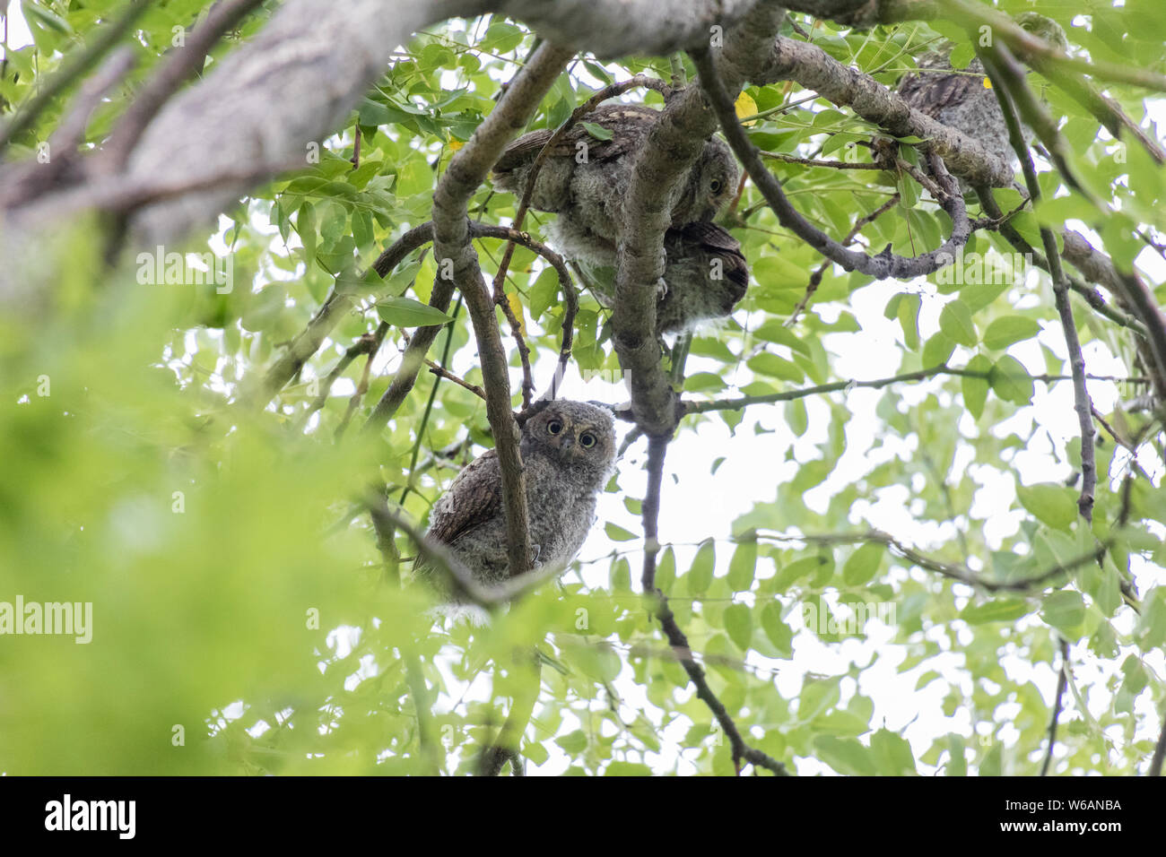 Oriental Scops Owl (Otus sunia) , owlet, at Beijing, China Stock Photo ...