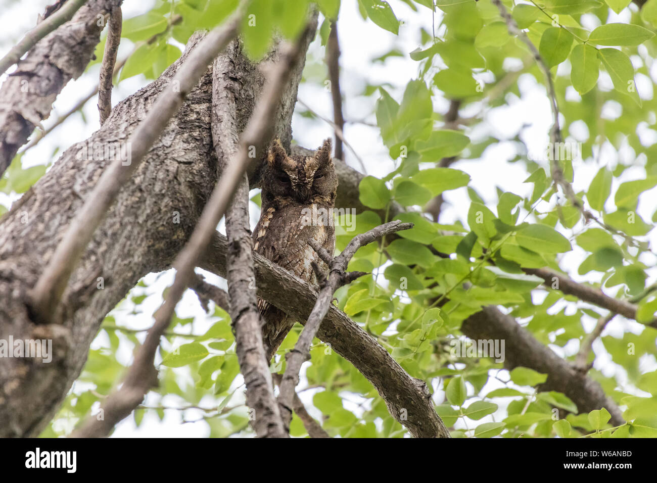 China owl hi-res stock photography and images - Alamy