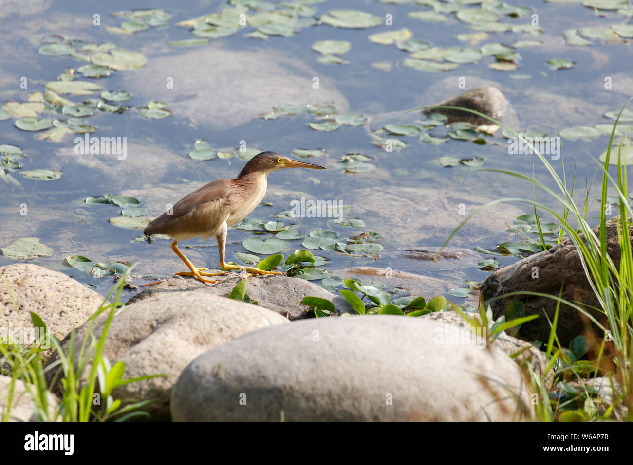 A yellow bittern Ready to prey - at a wetland, Beijing, China Stock ...