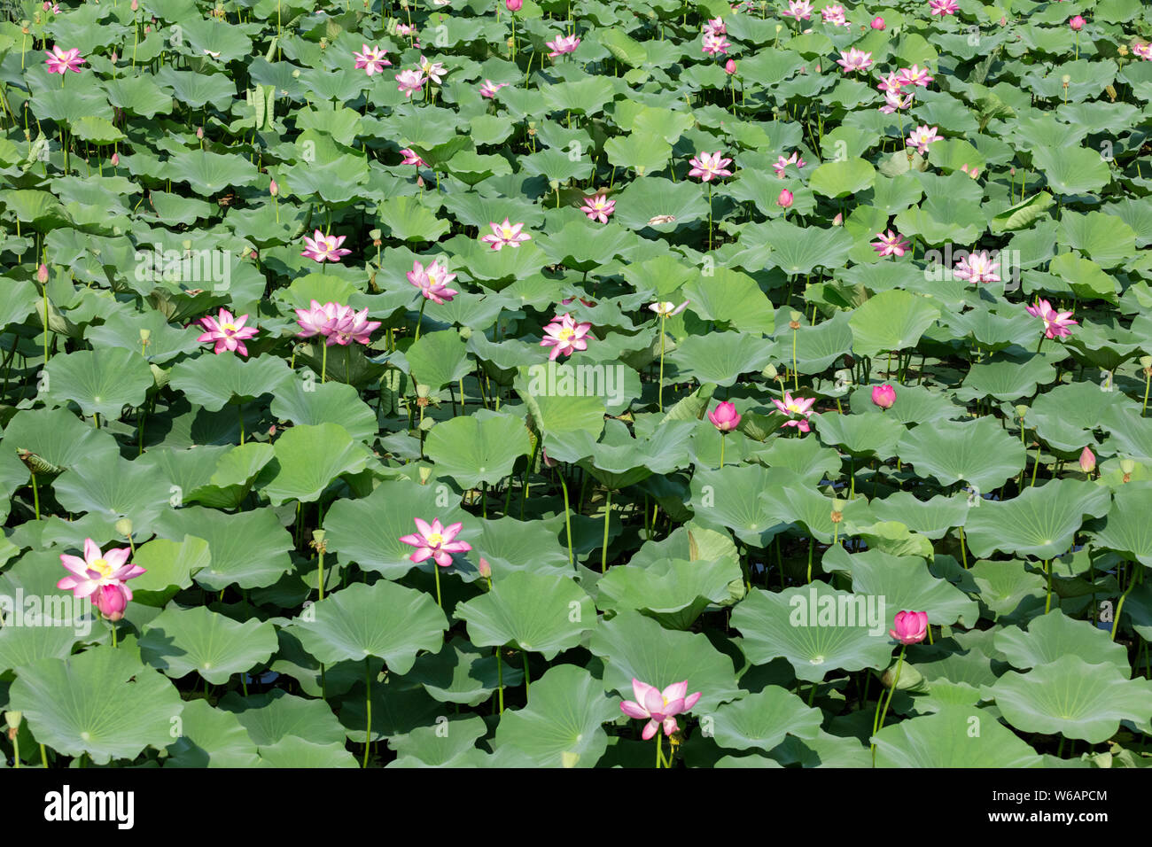 Asian water flower hi-res stock photography and images - Alamy