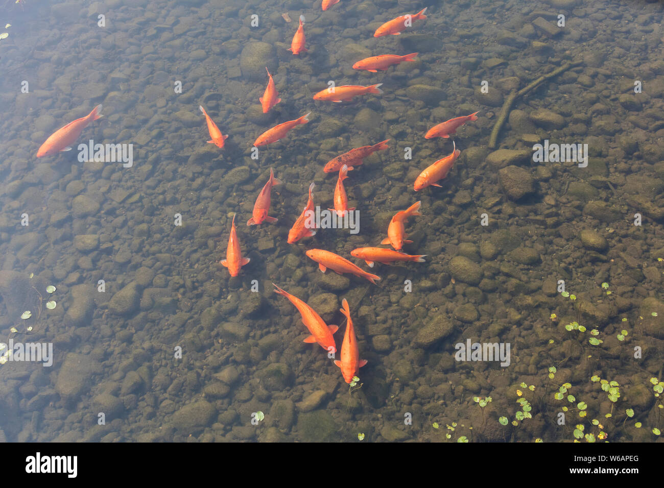 Orange koi fish, Cyprinus Carpio, at Beijing, China Stock Photo - Alamy