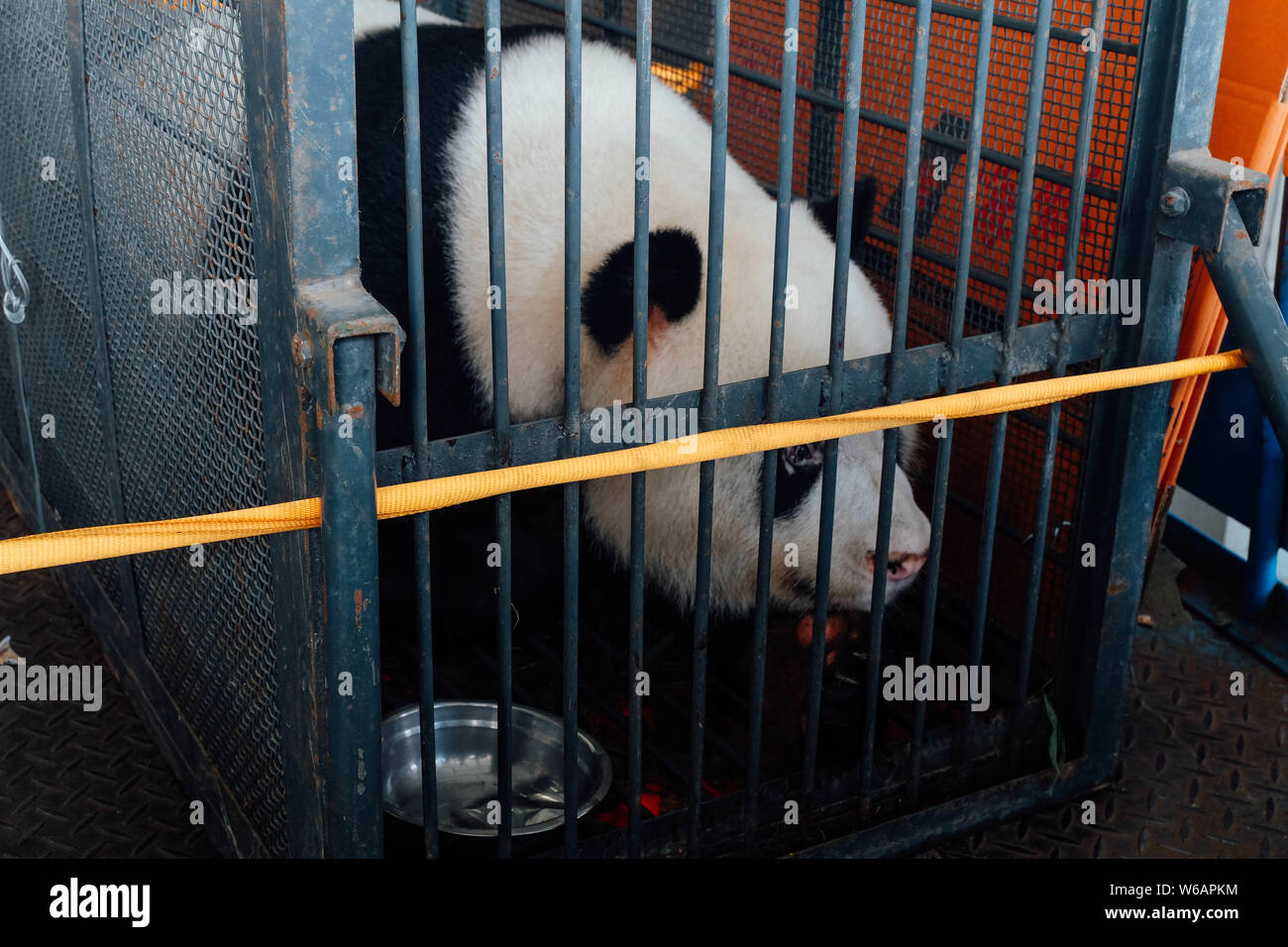 Giant panda Wei Wei, which was alleged abused by a zookeeper at Wuhan ...