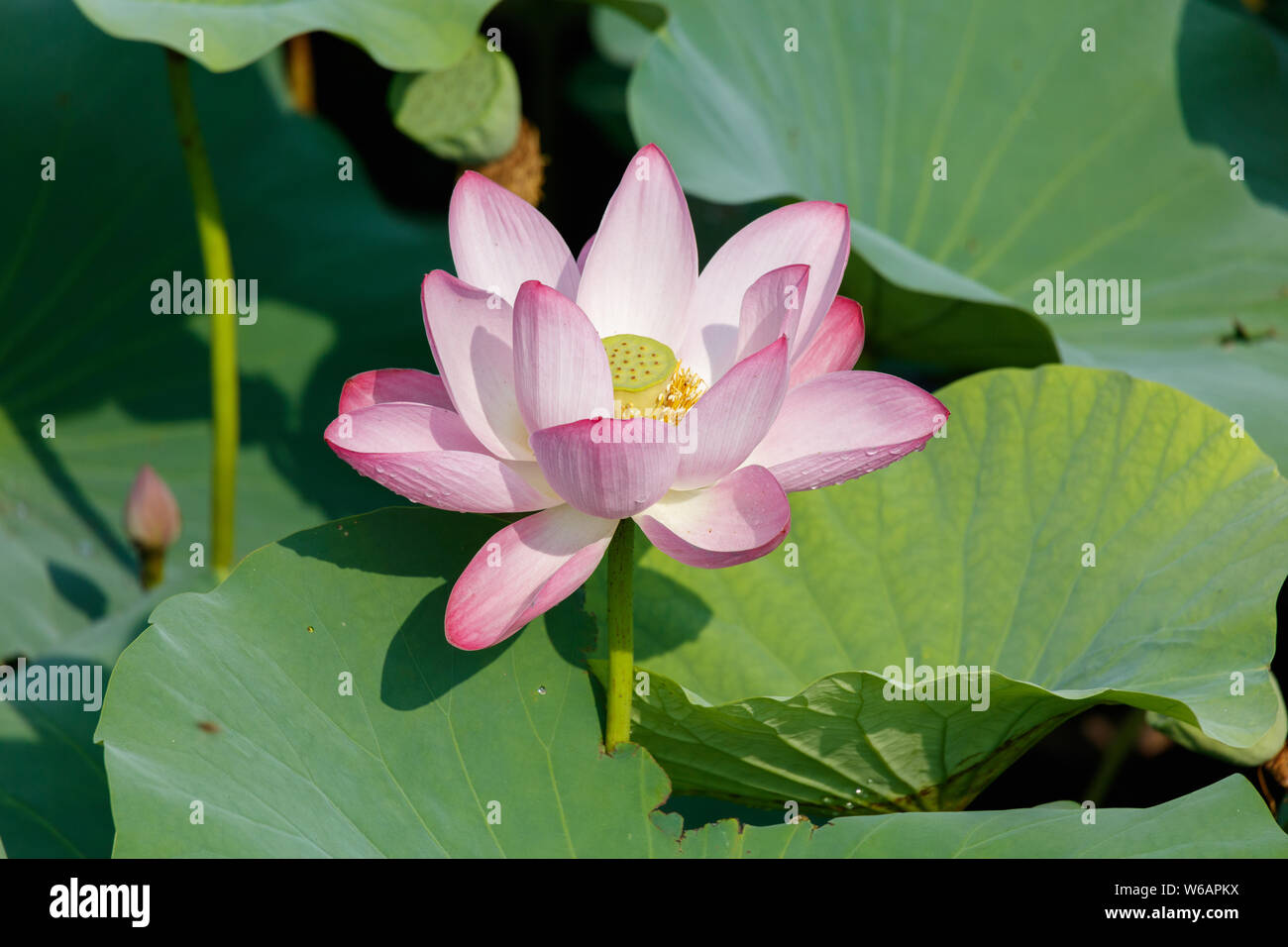 Asian water flower hi-res stock photography and images - Alamy