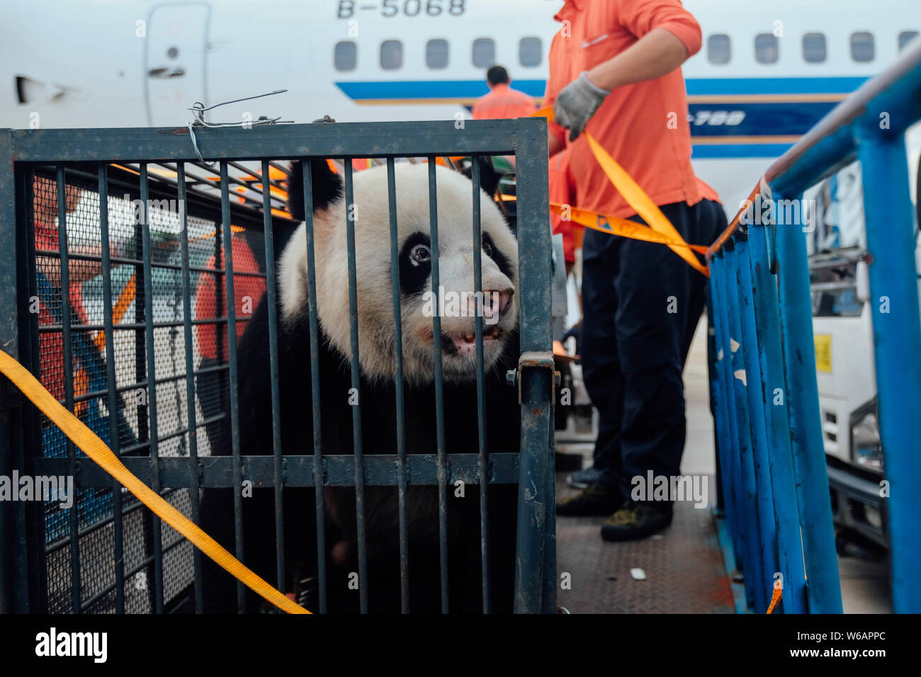 Giant panda Wei Wei, which was alleged abused by a zookeeper at Wuhan ...