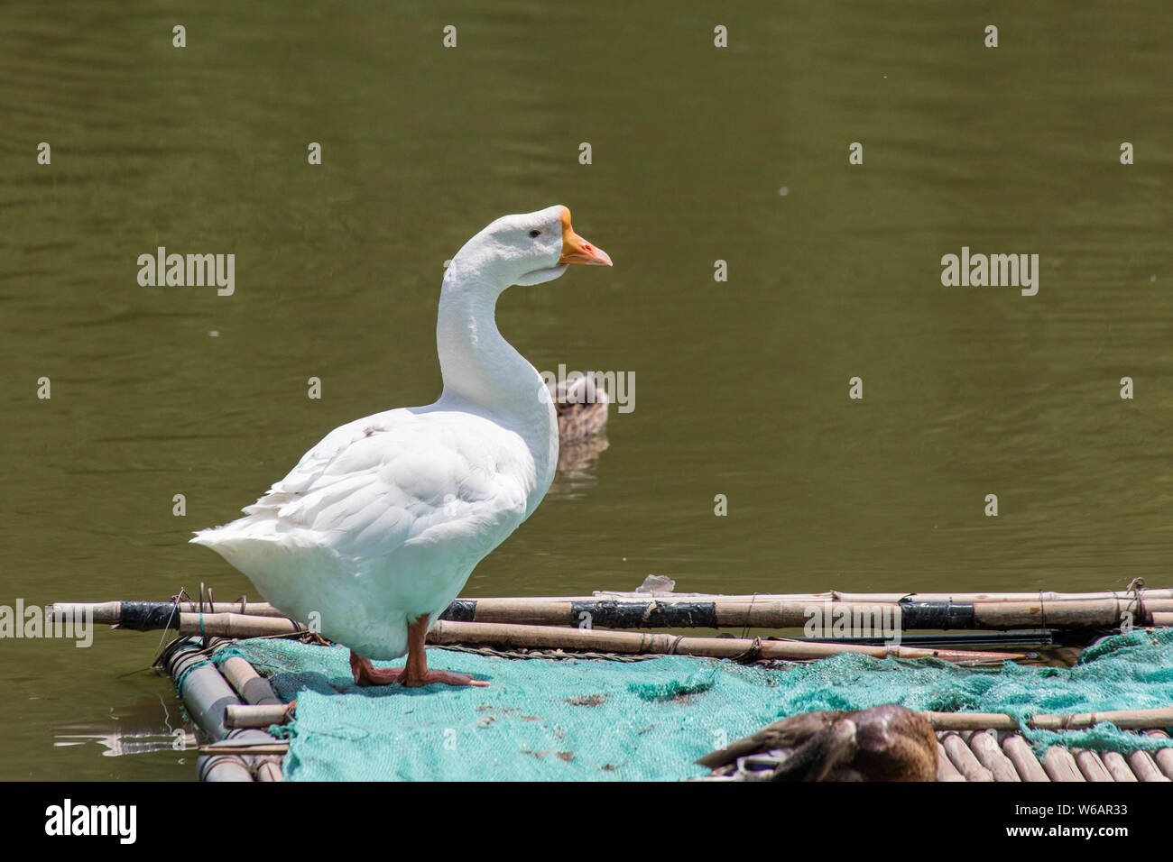 White Chinese Goose High Resolution Stock Photography and Images - Alamy