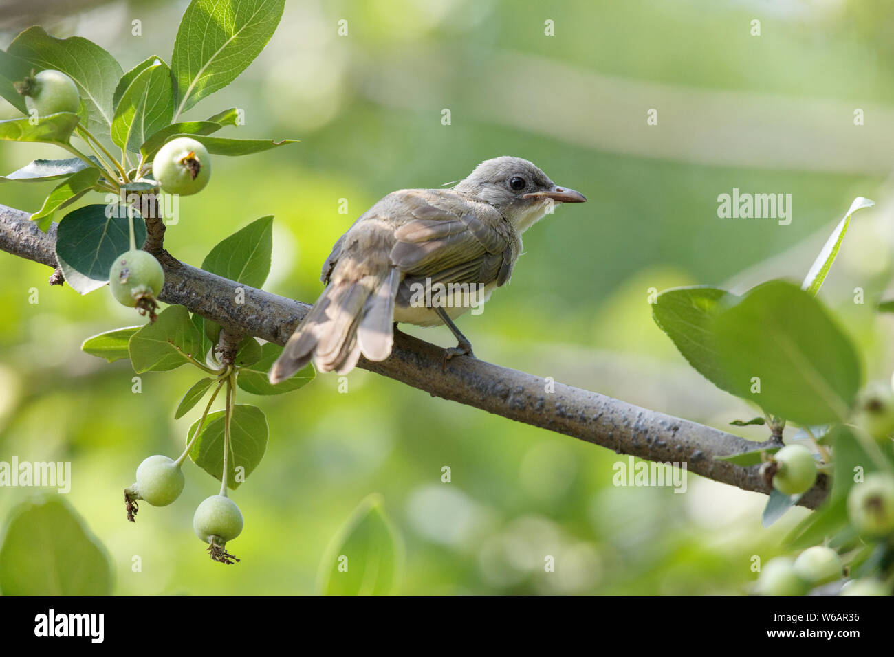 Chinese bulbul china hi-res stock photography and images - Alamy