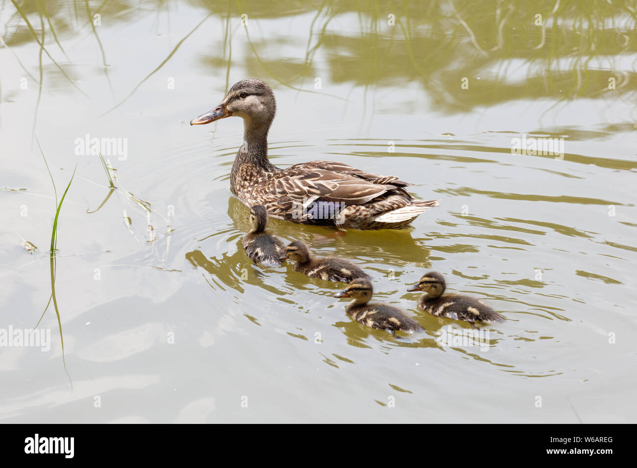 Common Mallard duck at a wetland, Beijing, China Stock Photo - Alamy