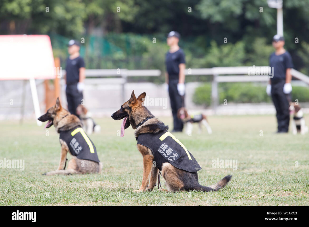 How Much Do Drug Dog Trainers Make