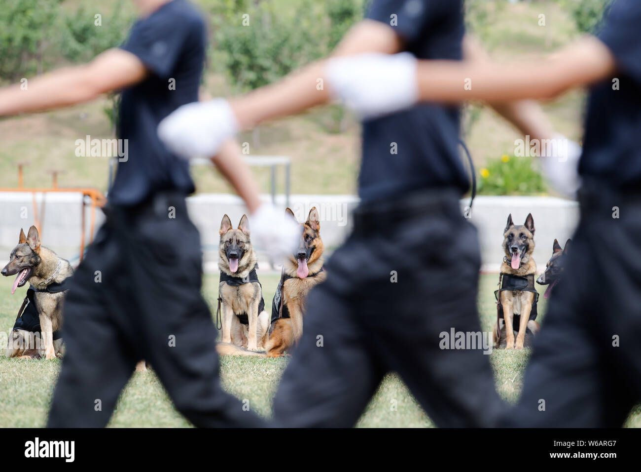 Sniffer dogs take part in a training session to mark International Day ...