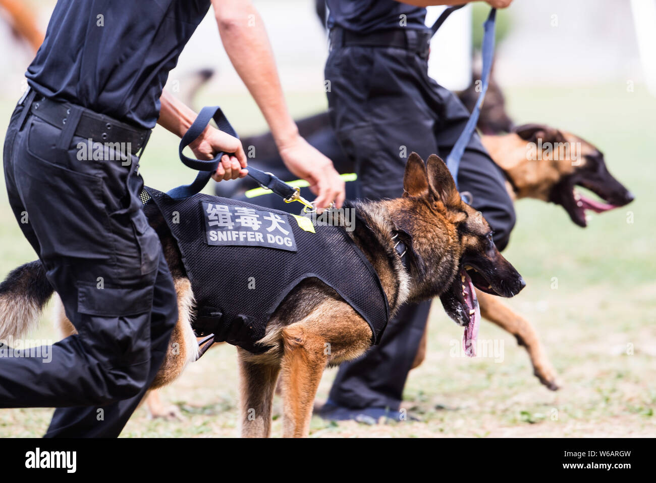 Sniffer dogs take part in a training session to mark International Day ...