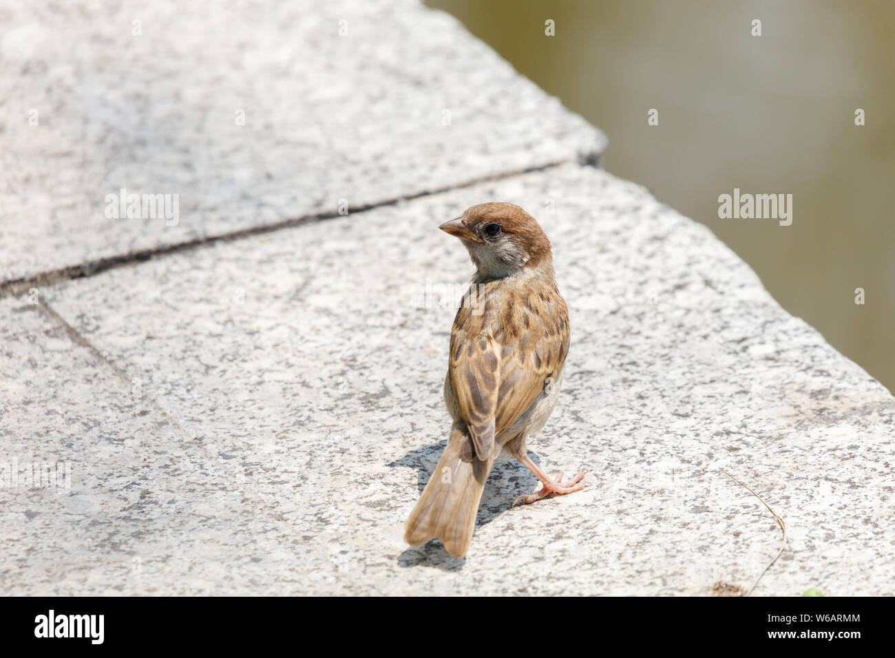 Female sparrow bird hi-res stock photography and images - Alamy