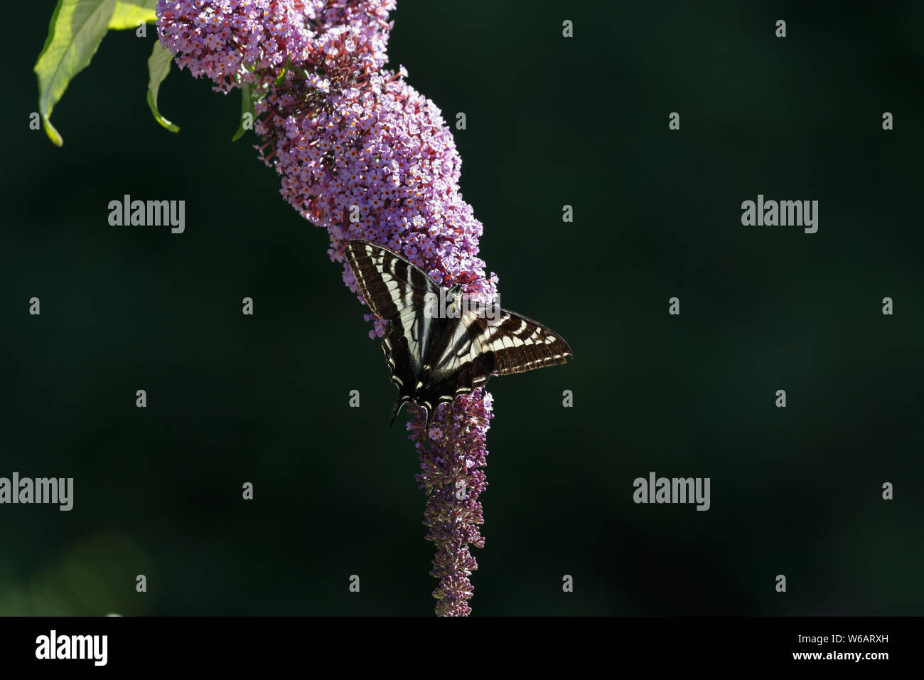 Black pale yellow butterfly hi-res stock photography and images - Alamy
