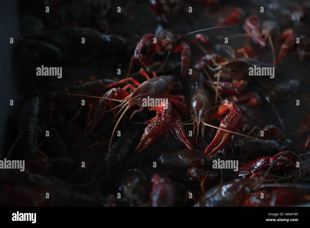 View of crayfish to be served during the 2018 Russia World Cup ...