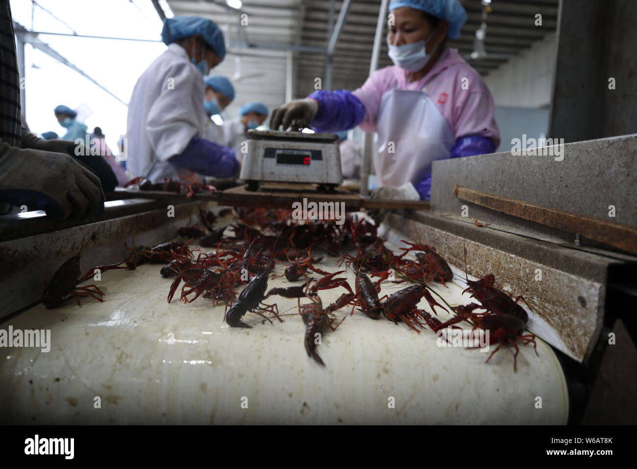 Chinese workers weigh and sort out crayfish to be served during the ...