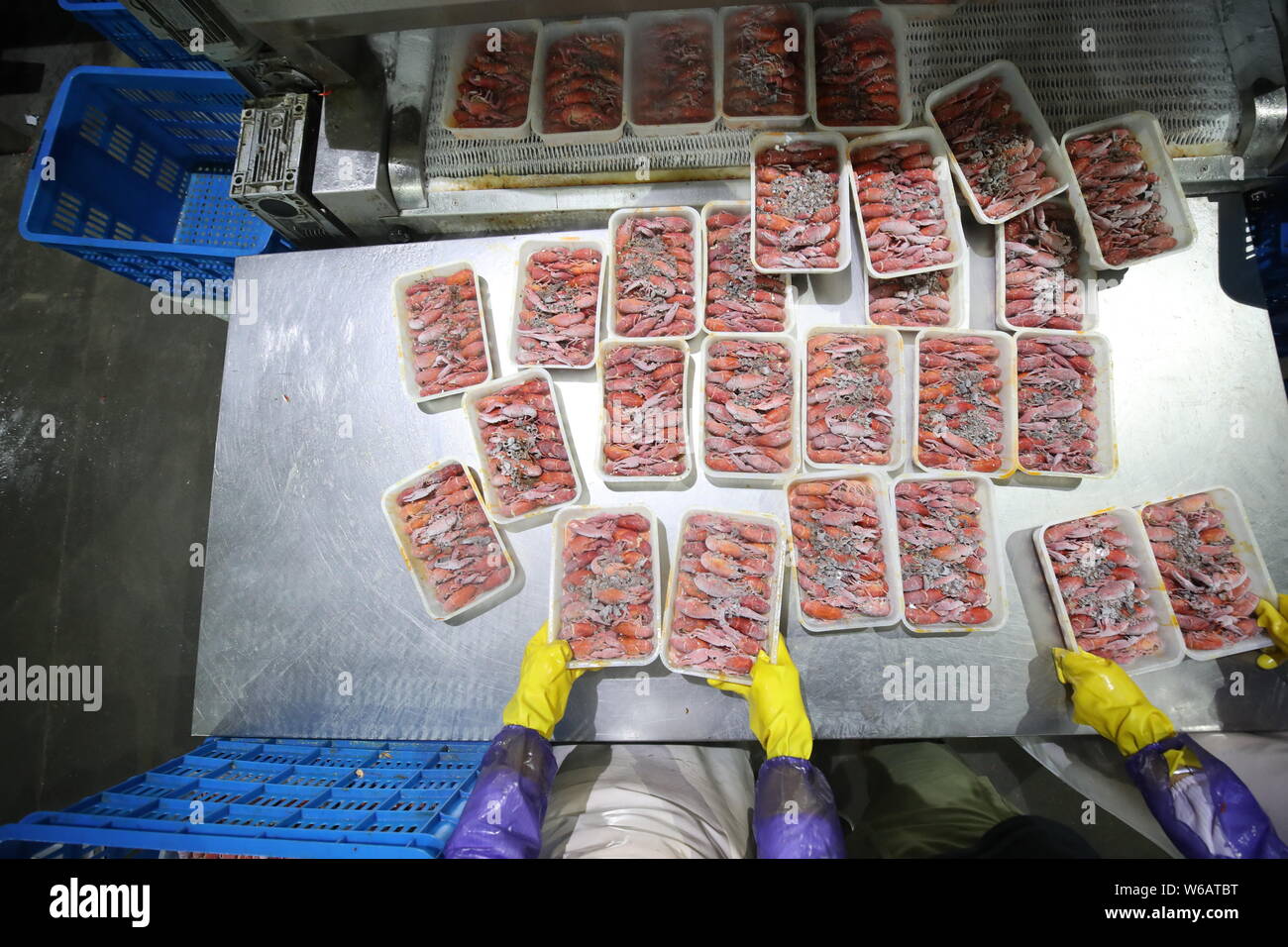 Chinese workers process crayfish to be served during the 2018 Russia ...