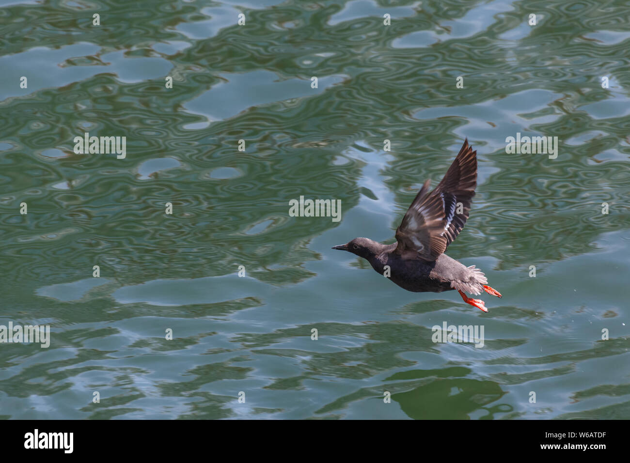 pigeon guillemot bird at Vancouver BC Canada Stock Photo - Alamy