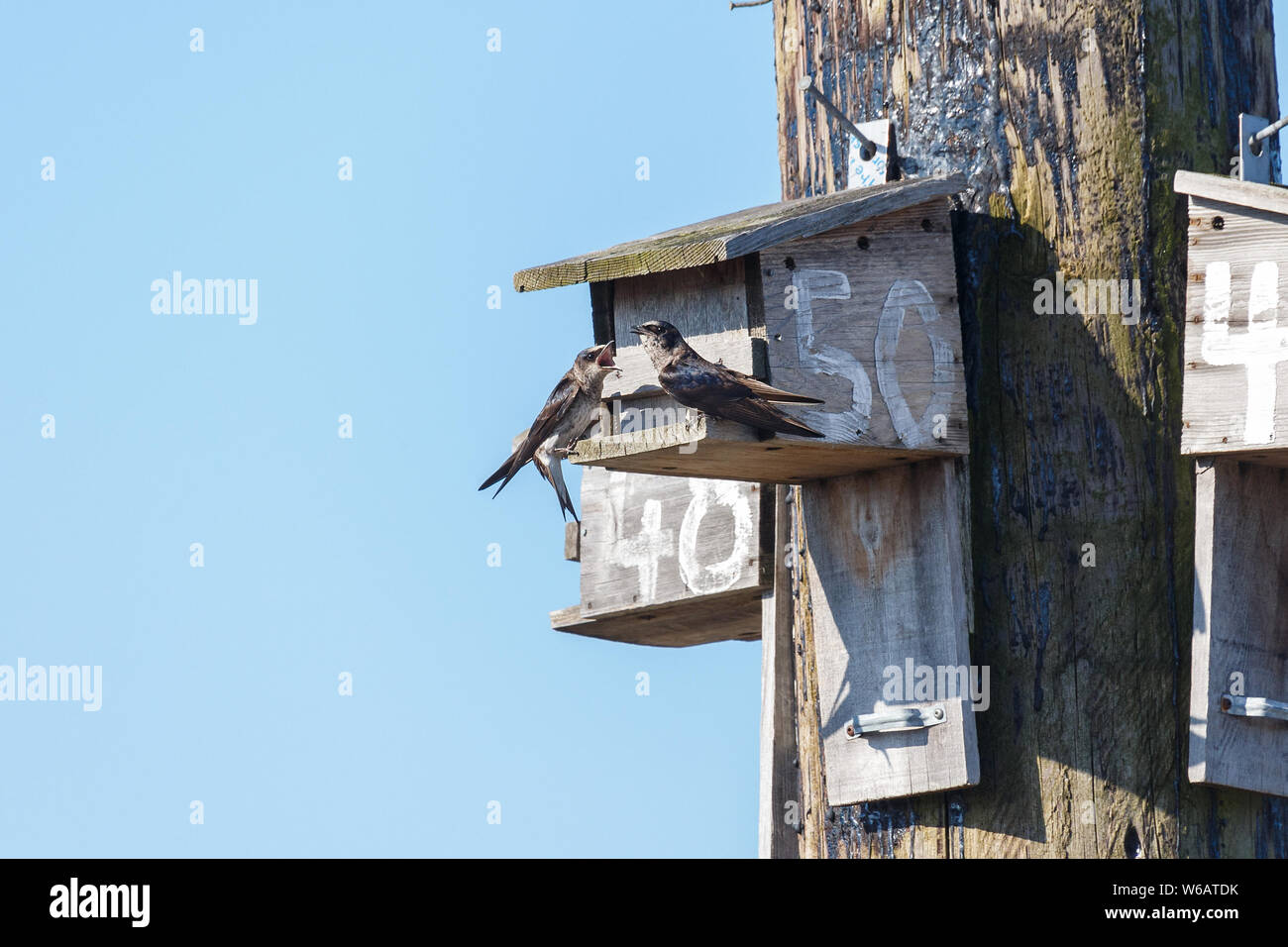 Purple martin nest box hi-res stock photography and images - Alamy