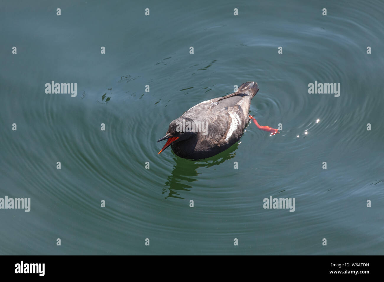 pigeon guillemot bird at Vancouver BC Canada Stock Photo - Alamy