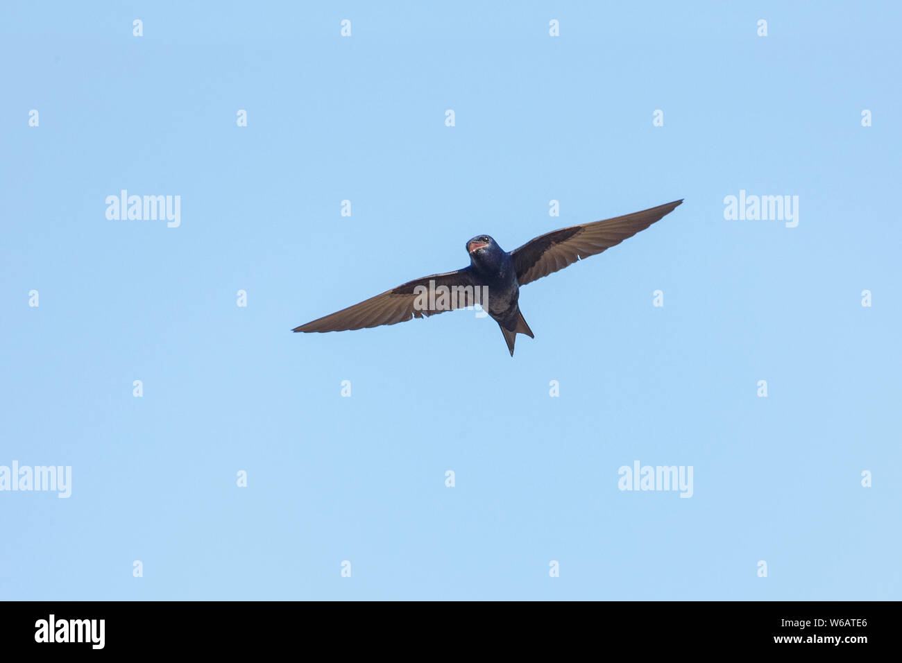 Purple martin bird hi-res stock photography and images - Alamy