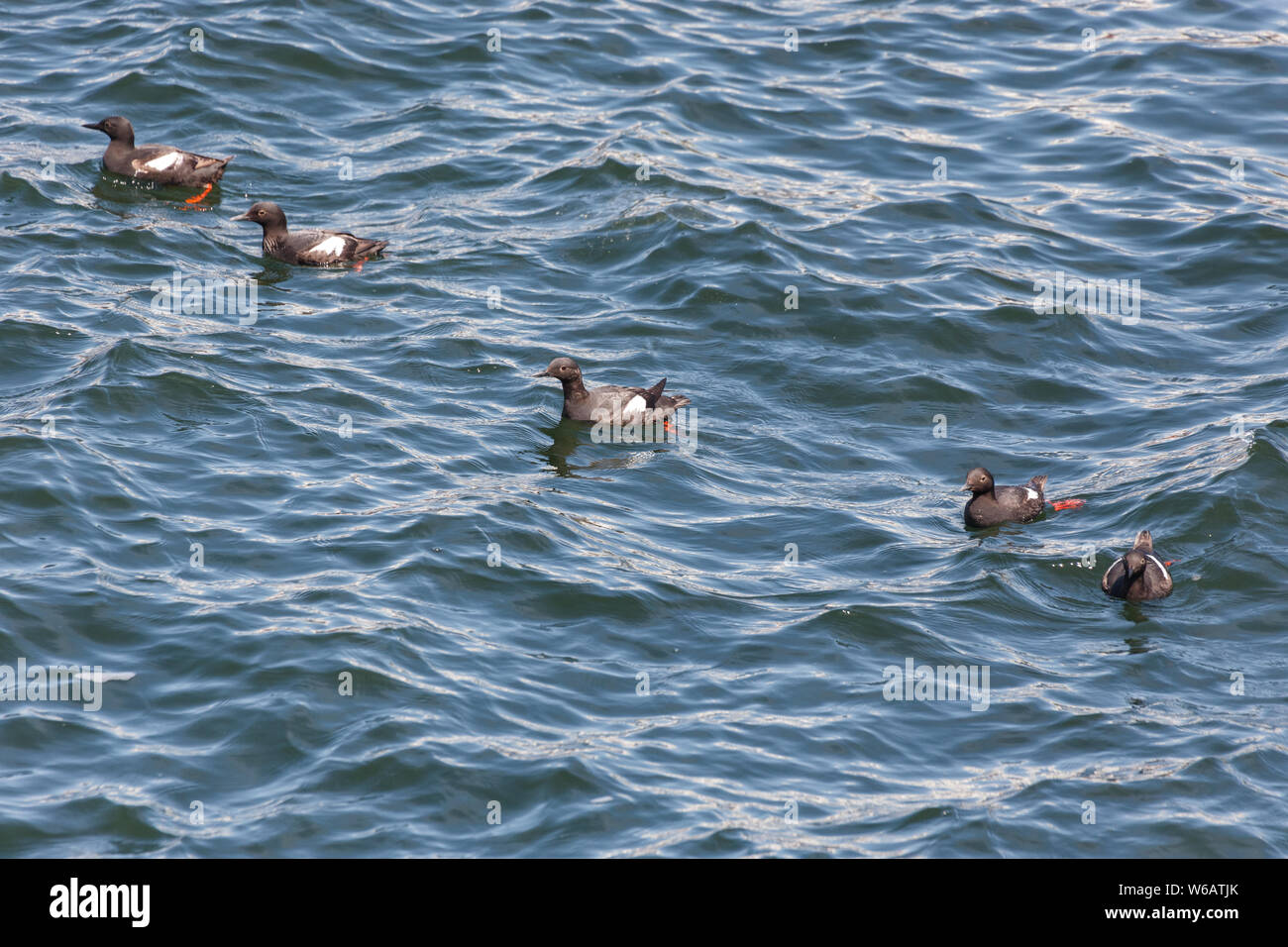 pigeon guillemot bird at Vancouver BC Canada Stock Photo - Alamy