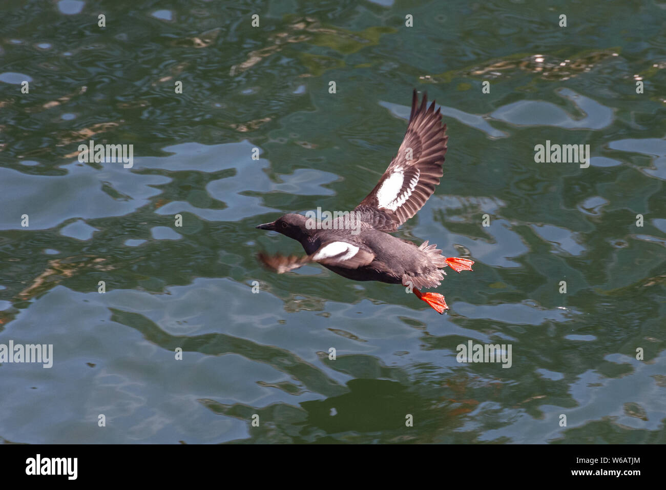 pigeon guillemot bird at Vancouver BC Canada Stock Photo - Alamy