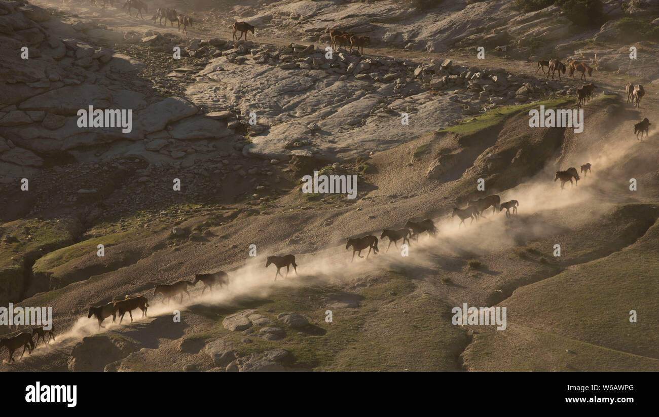 Kazakh shepherds riding horses direct a large herd of cattle, sheep and ...
