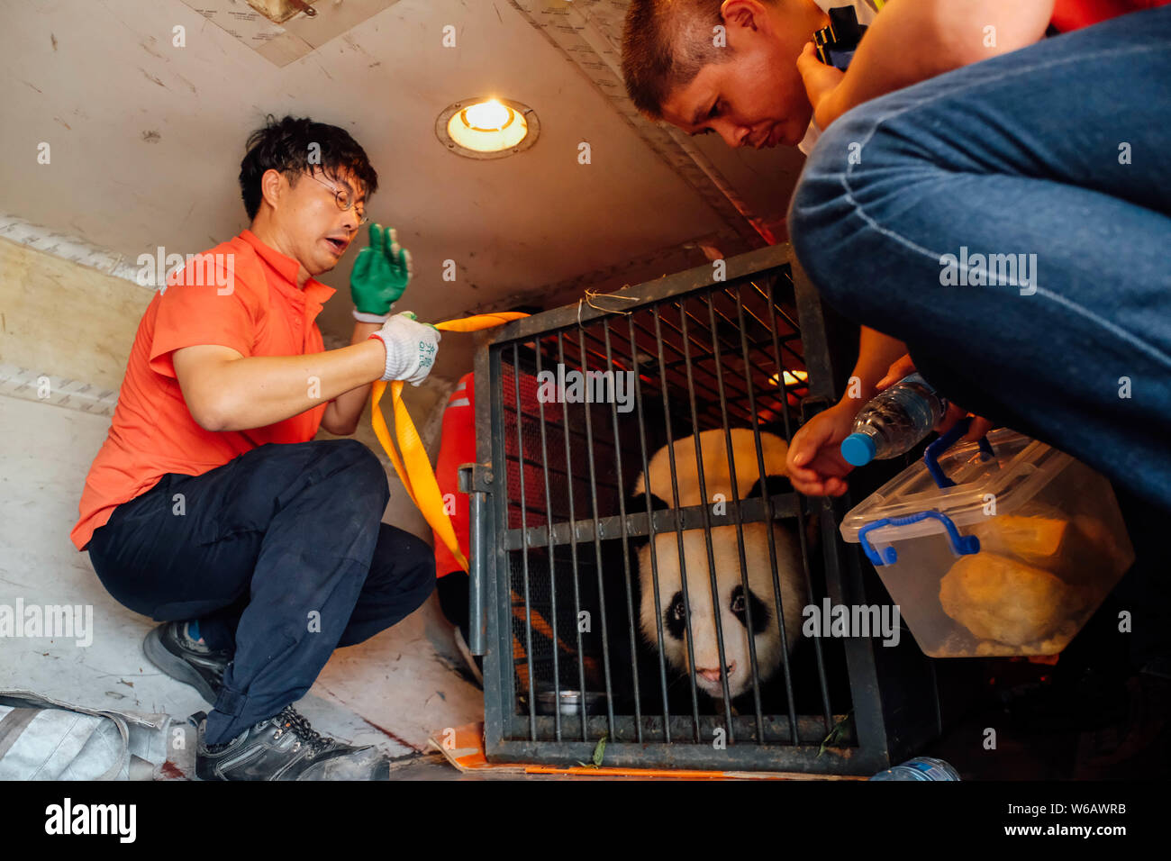 Giant panda Wei Wei, which was alleged abused by a zookeeper at Wuhan ...