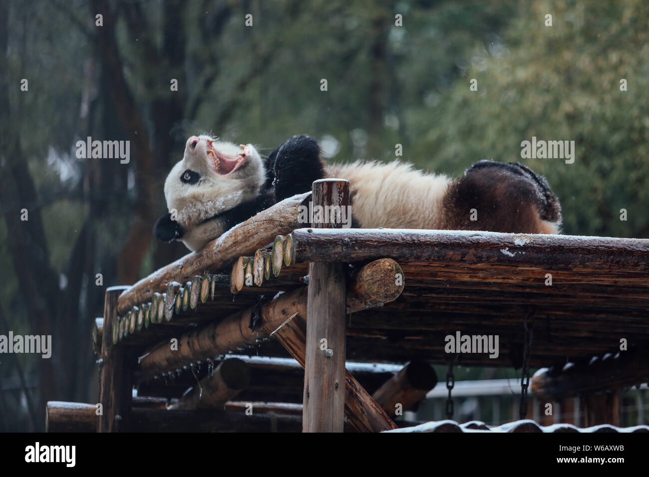 --FILE--Giant panda Wei Wei plays at Wuhan Zoo in Wuhan city, central ...