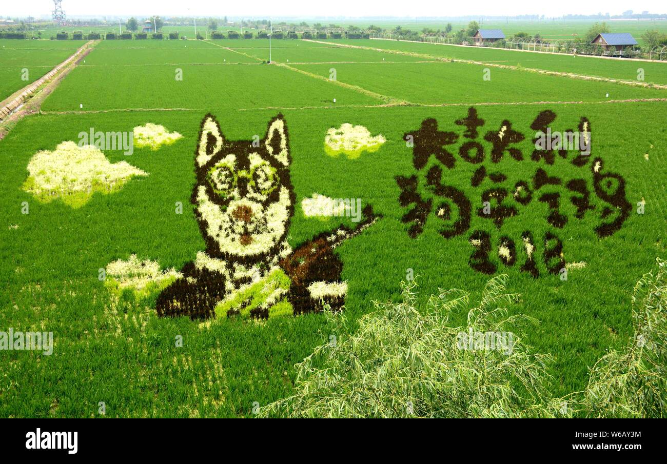 A 3D rice paddy painting of a painting is on display at paddy fields in ...