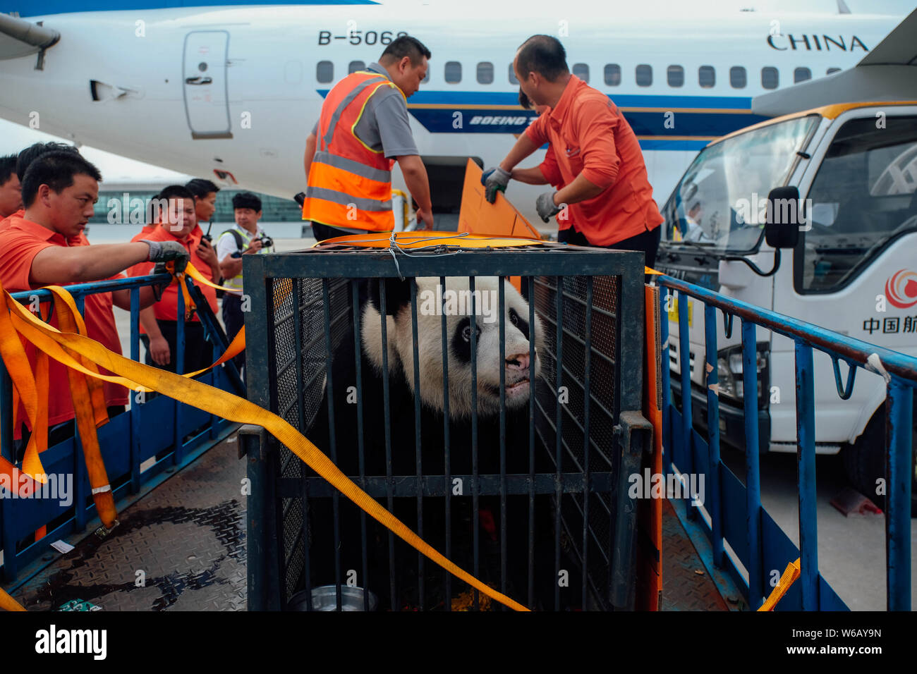 Giant panda Wei Wei, which was alleged abused by a zookeeper at Wuhan ...