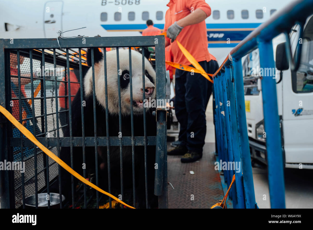 Giant panda Wei Wei, which was alleged abused by a zookeeper at Wuhan ...