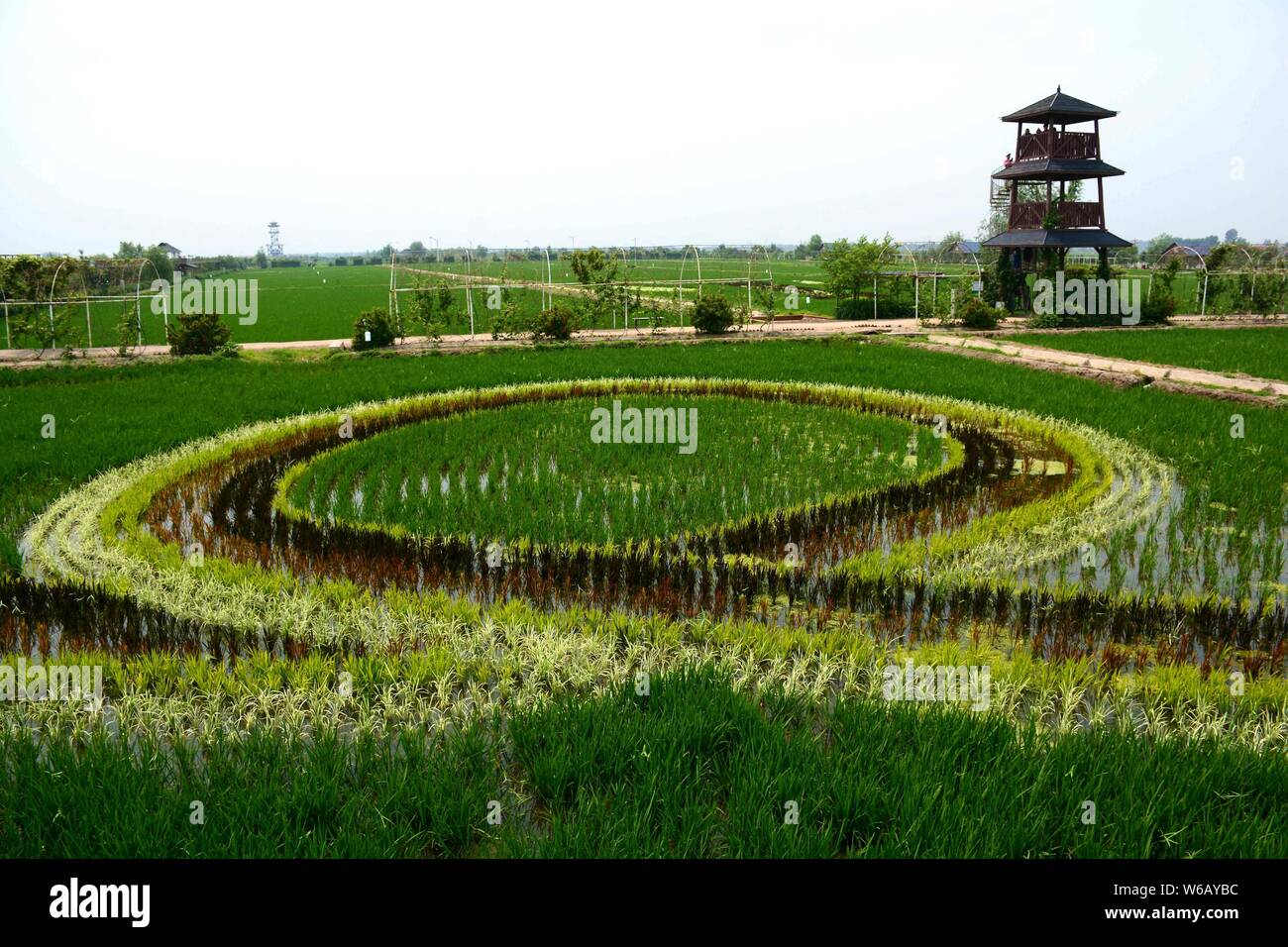 A 3D rice paddy painting of a painting is on display at paddy fields in ...