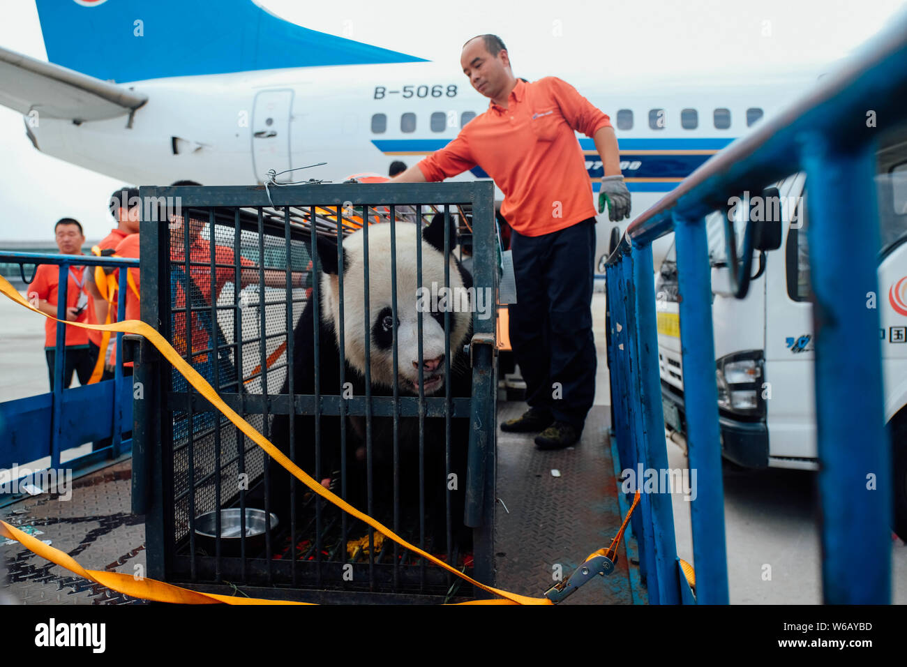 Giant panda Wei Wei, which was alleged abused by a zookeeper at Wuhan ...