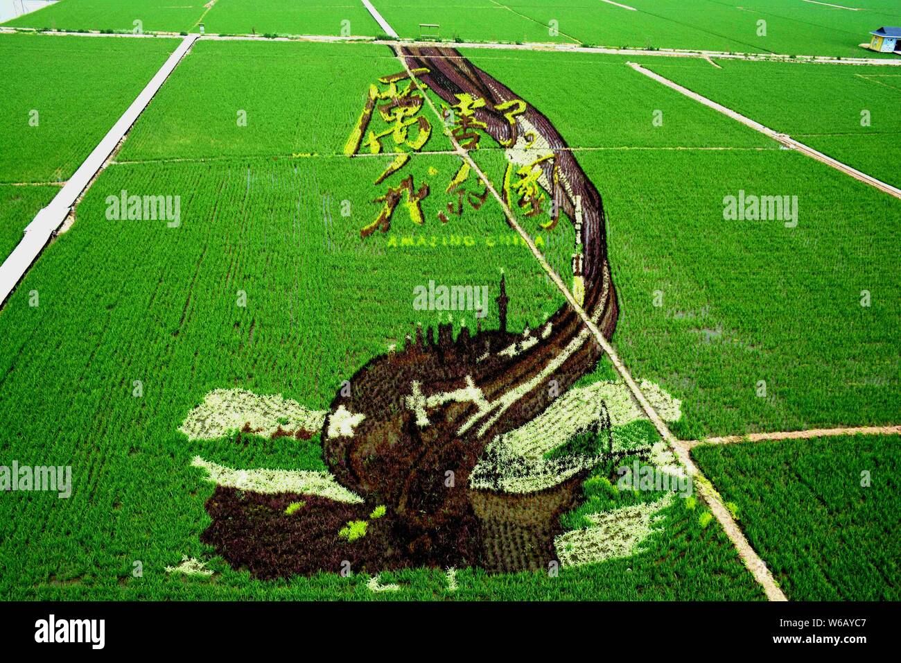 A 3D rice paddy painting of a painting is on display at paddy fields in ...