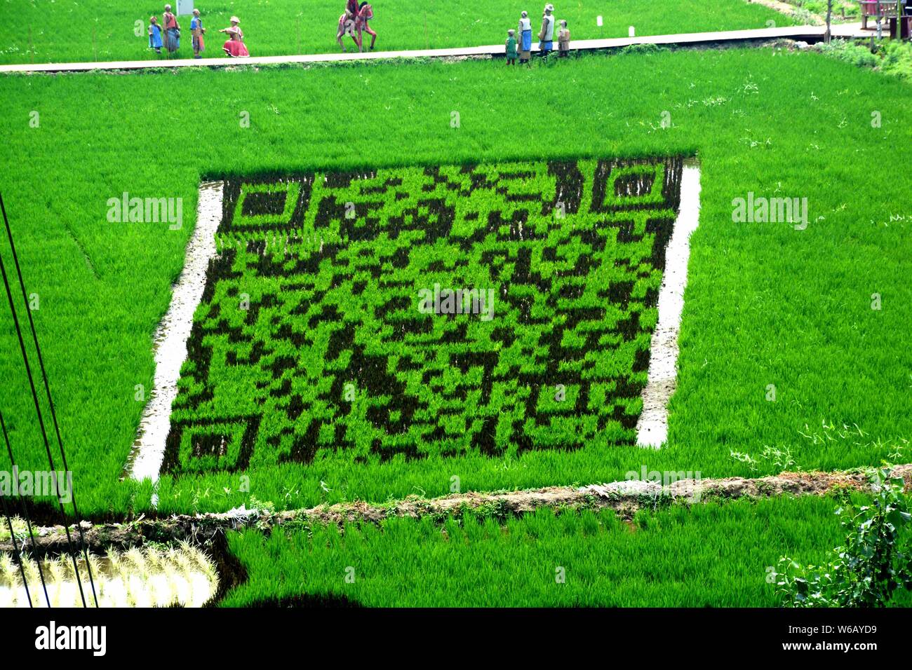 A 3D rice paddy painting of a QR code is on display at paddy fields in ...
