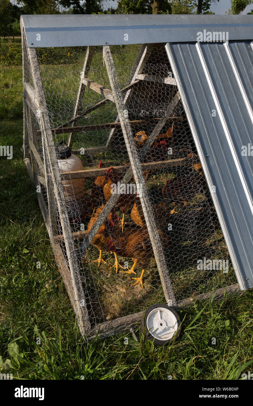 The barnyard chickens are safely put away for the night in the chicken ...