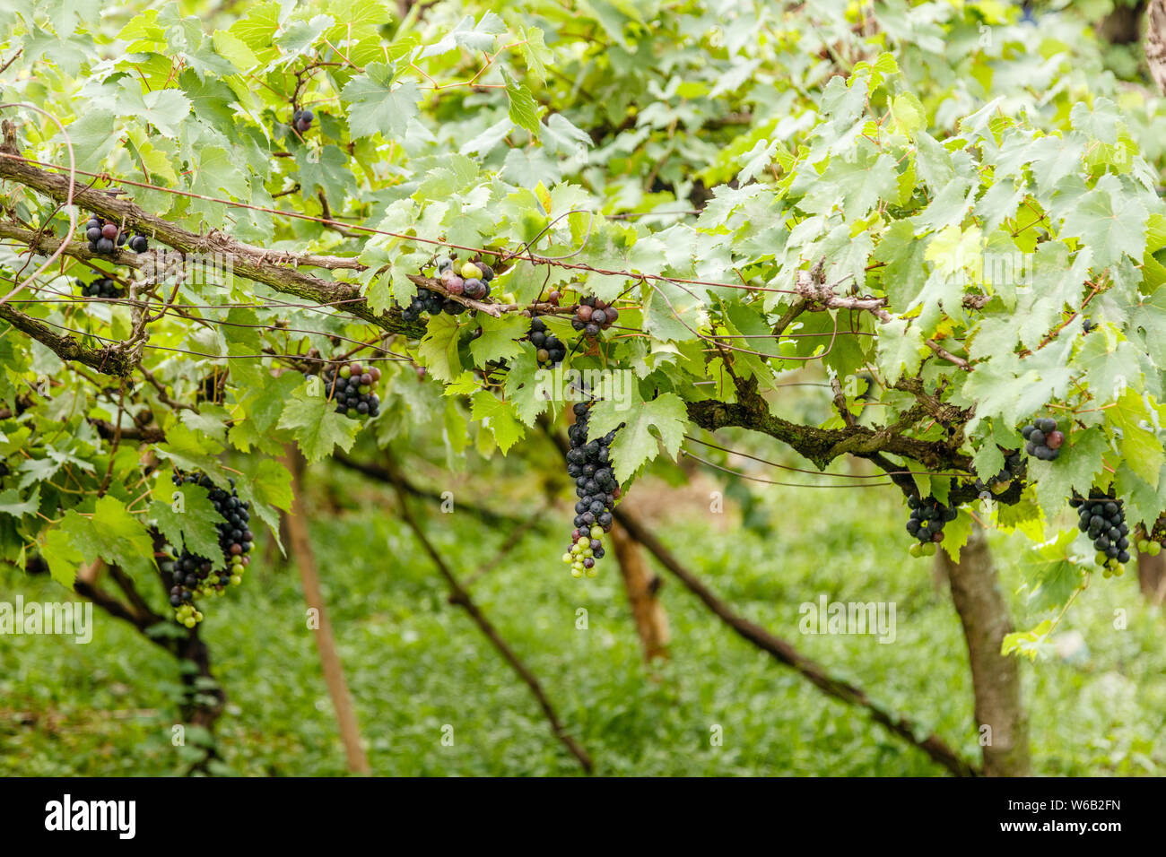 Growing grape vines with ripe black grapes. Bali, Indonesia Stock Photo ...