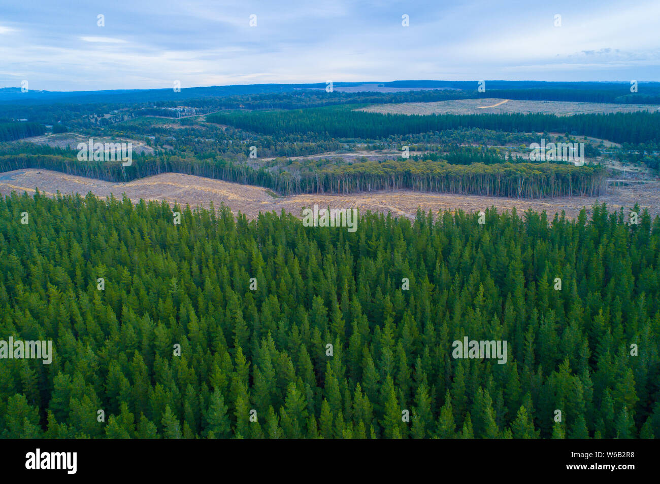 Aerial view of pine trees plantation in Melbourne, Australia Stock ...