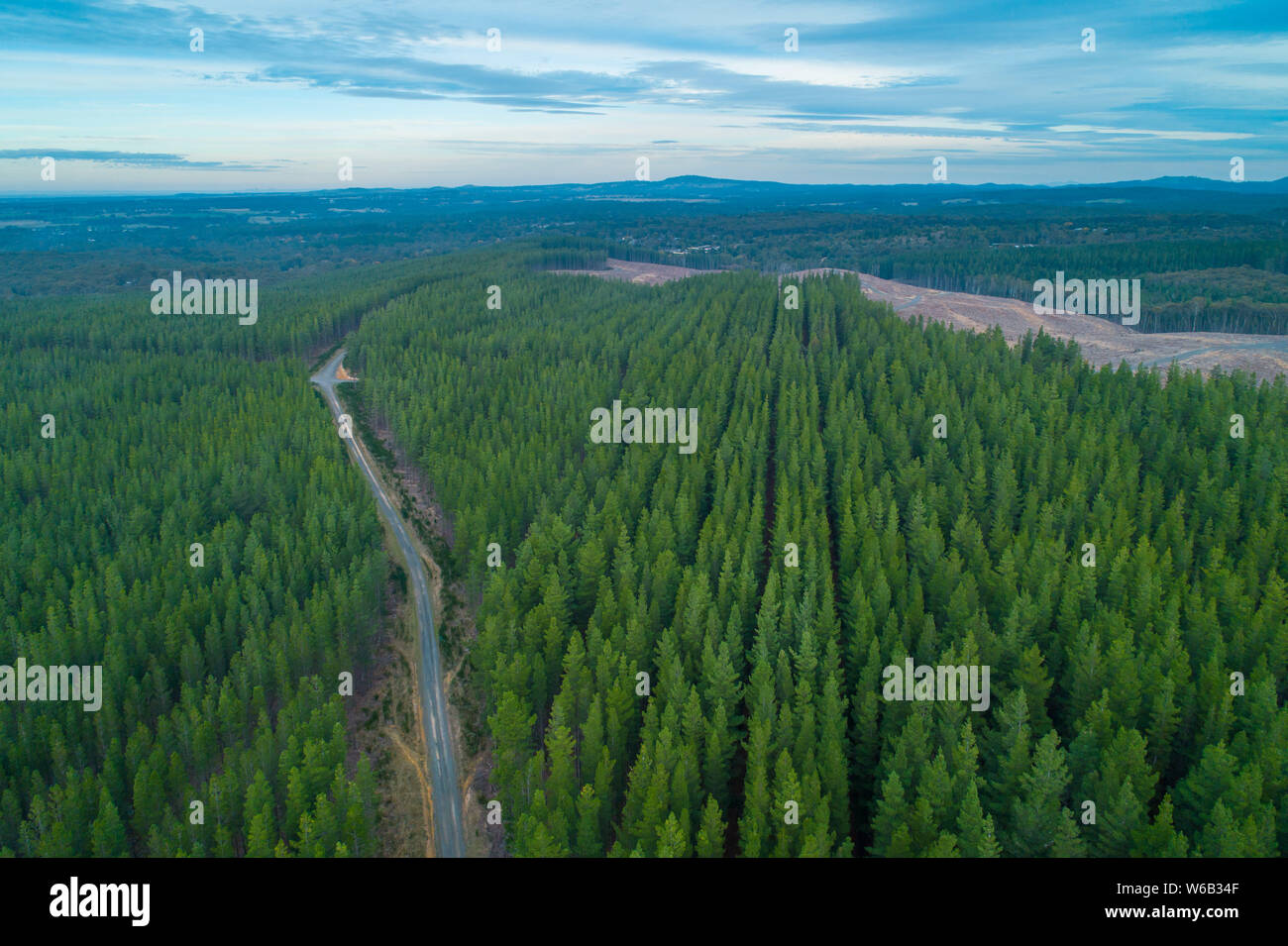 Aerial view of rural road passing through rows of pine trees plantation ...