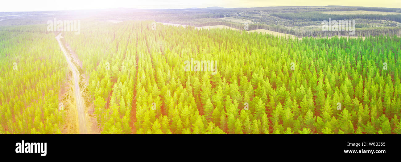 Bright sunset over pine tree forest in Melbourne, Australia - aerial ...