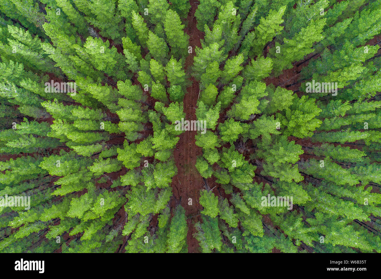 Looking down at pine tree tops - aerial view Stock Photo - Alamy