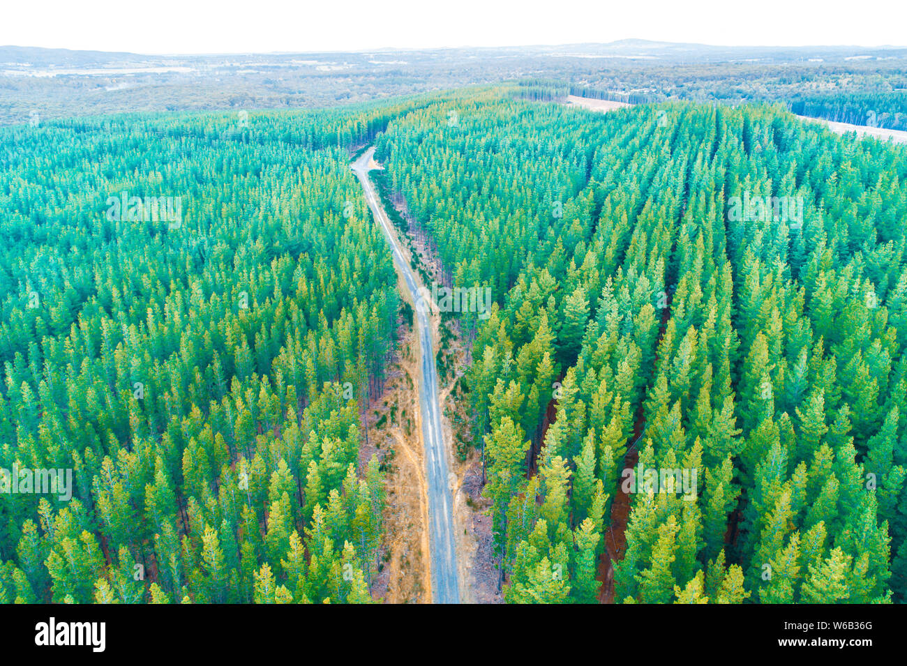 Rural road passing through pine trees forest in Melbourne, Australia ...