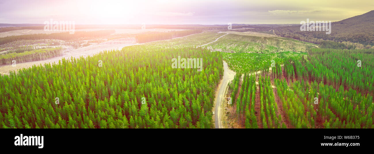 Timber plantation australia hi-res stock photography and images - Alamy