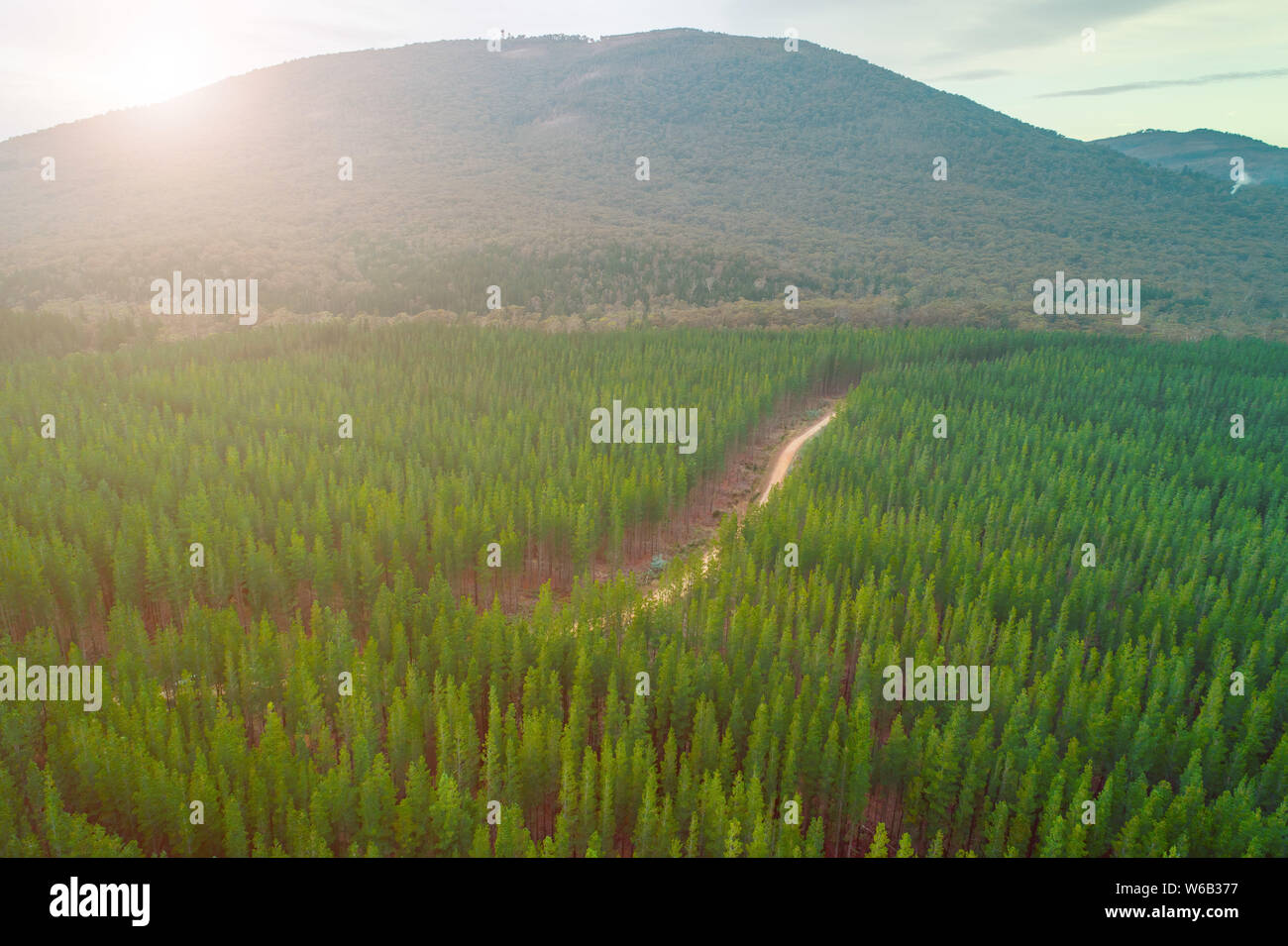 Aerial view of sunset over pine trees forest and large hill in ...