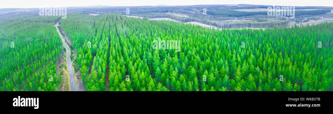 Rural road passing through pine trees forest in Melbourne, Australia ...