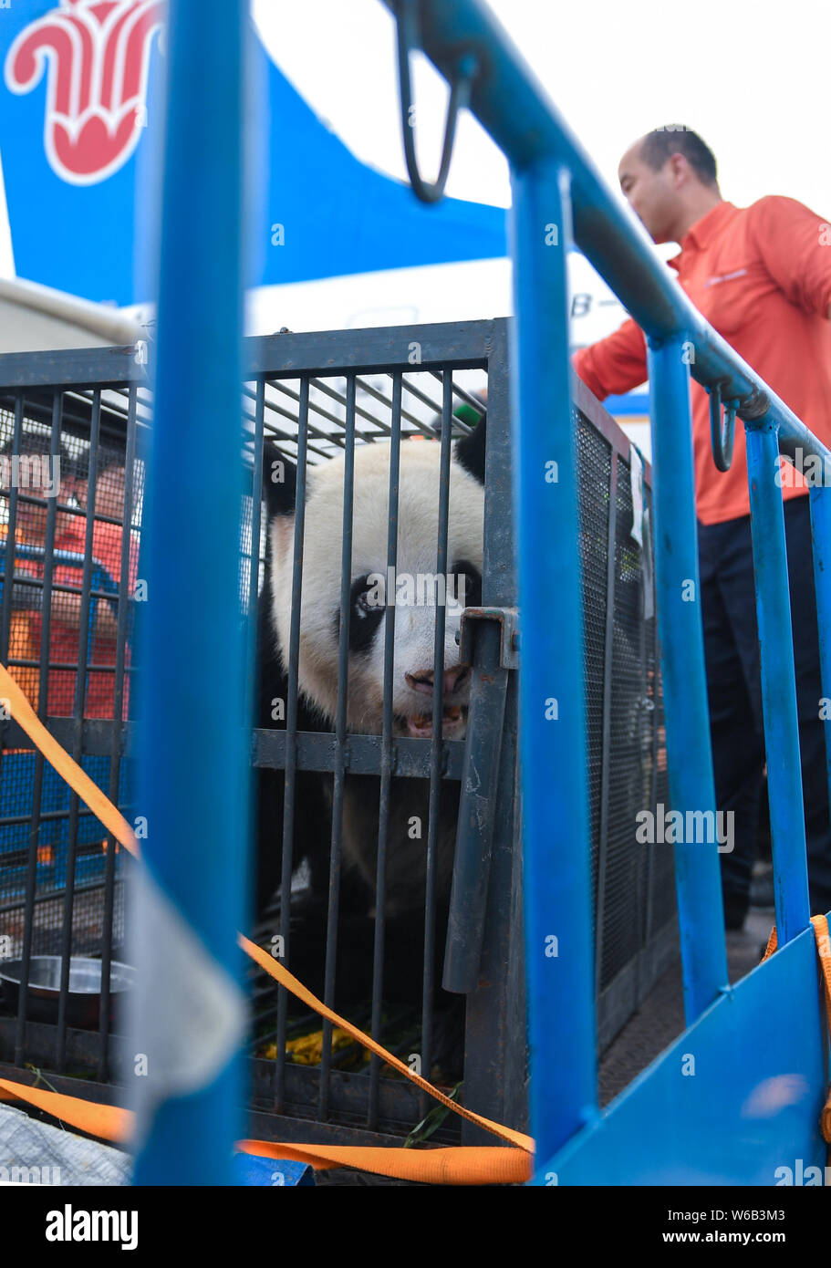 Giant panda Wei Wei, which was alleged abused by a zookeeper at Wuhan ...